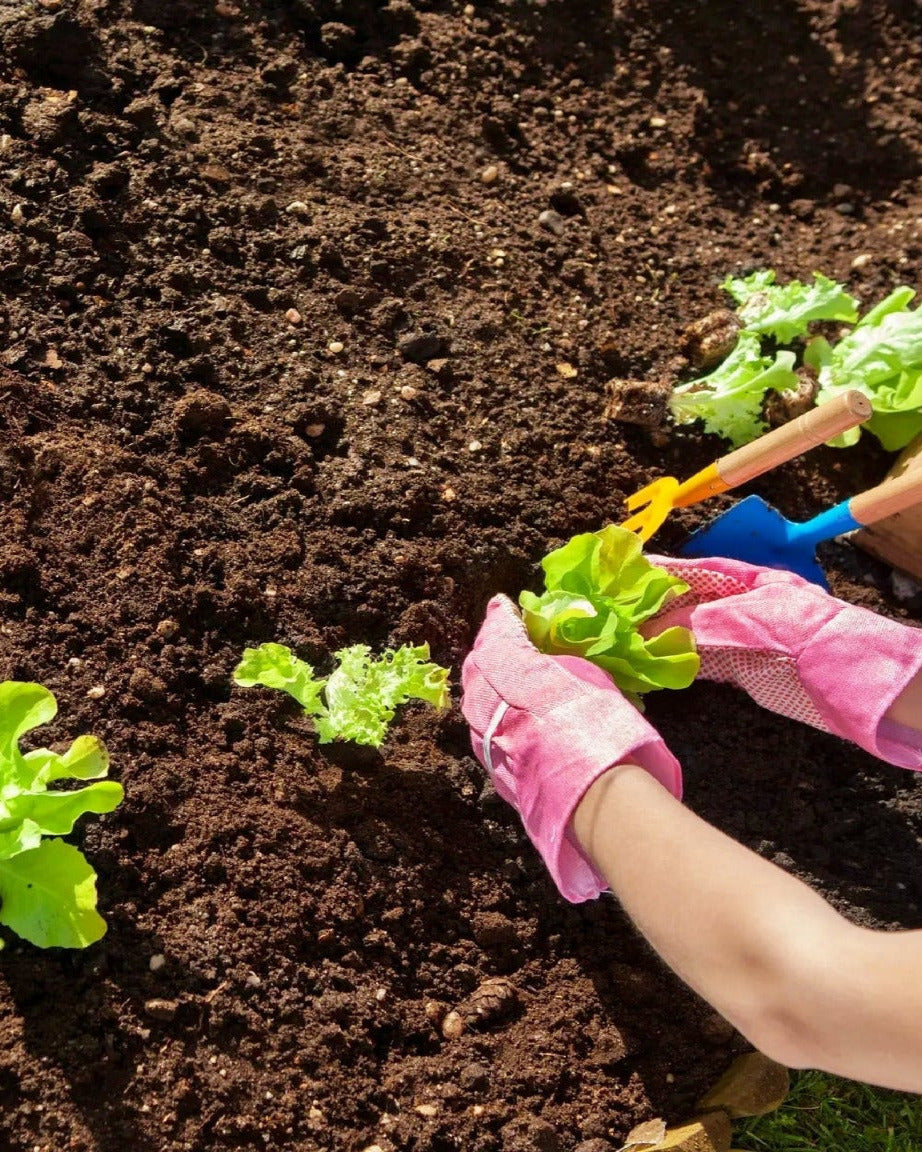 Box Garden Seeds LLC | Vegetable Seeds| Herb seeds | Heirloom Seeds