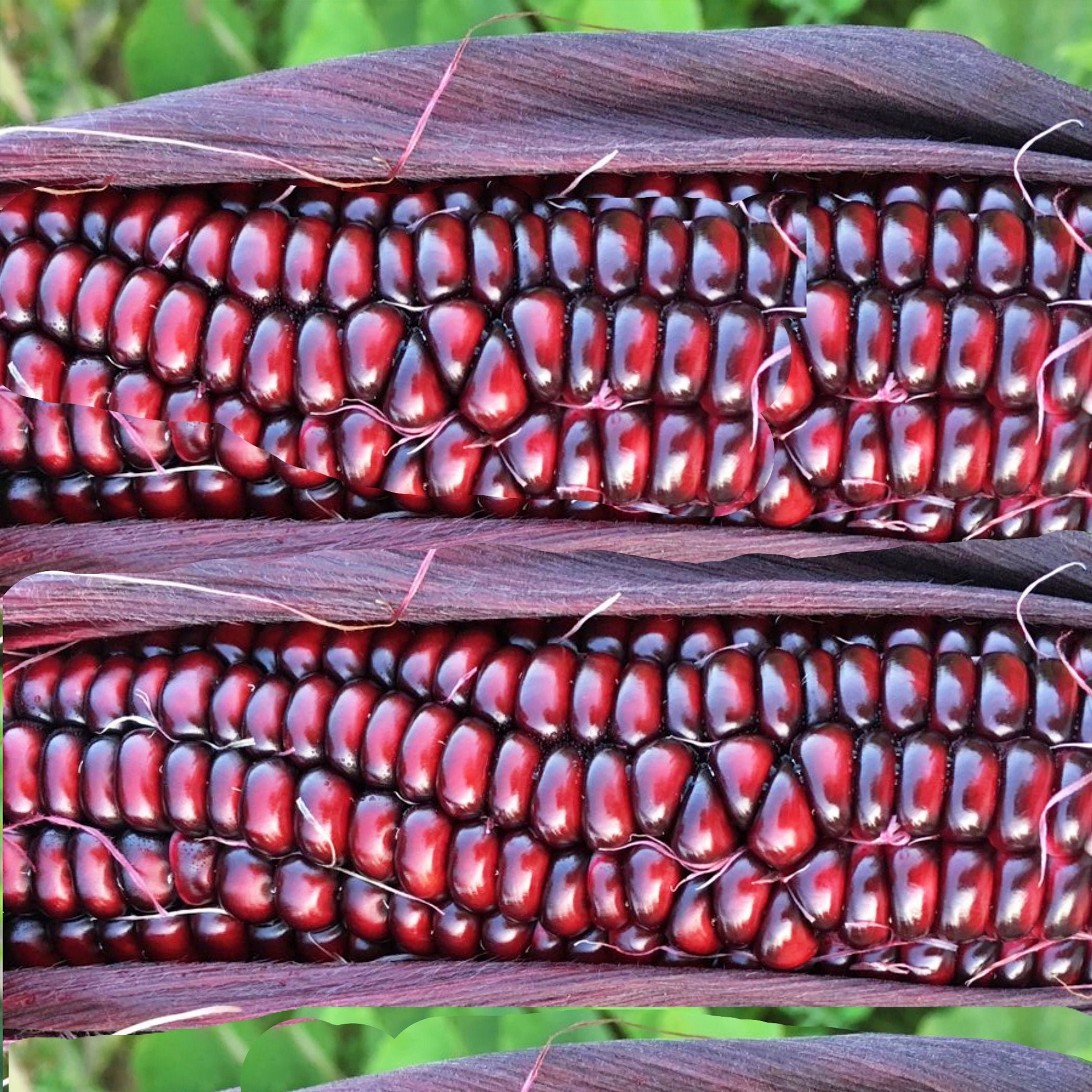 Double Red Sweet Corn - Box Garden Seeds Heirloom Non GMO — Box Garden ...
