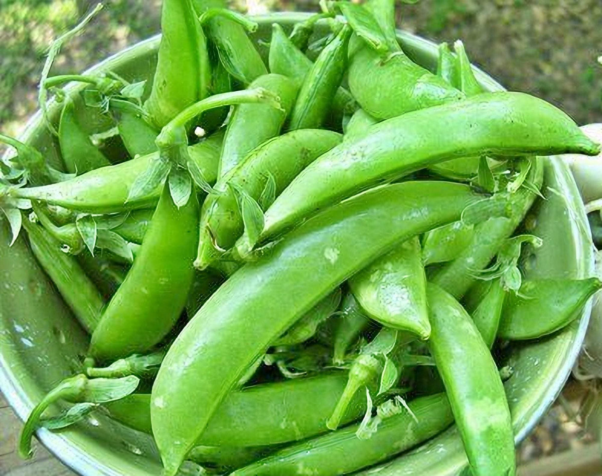 Super Sugar, Snap Peas, Heirloom Seeds, Garden- Gardening Non-GMO — Box ...
